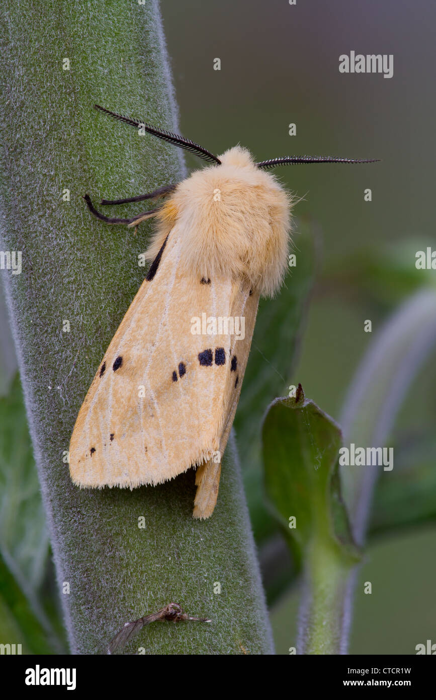 Buff Ermine moth, Spilosoma luteum Stock Photo - Alamy