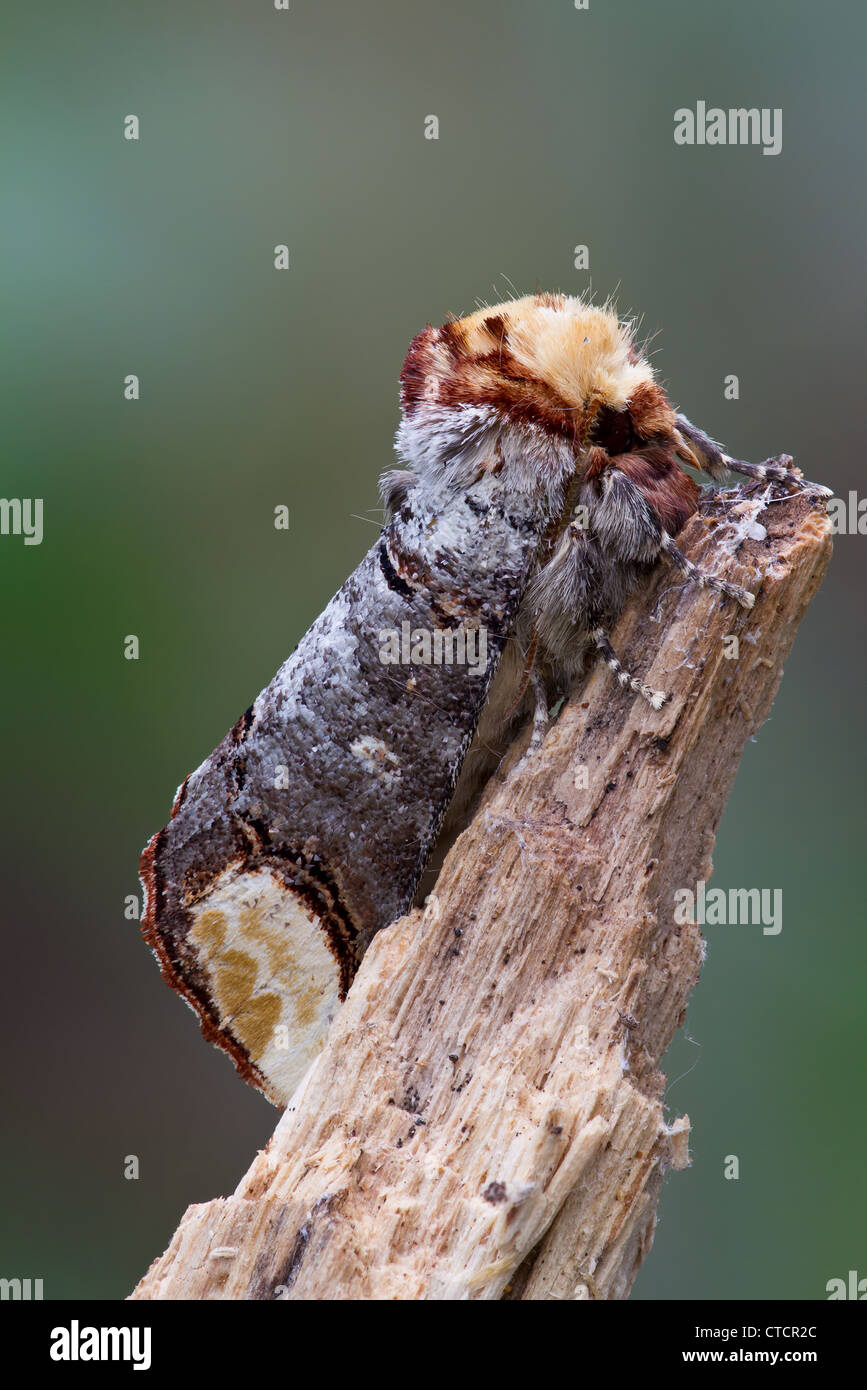Buff-tip moth, Phalera bucephala Stock Photo - Alamy