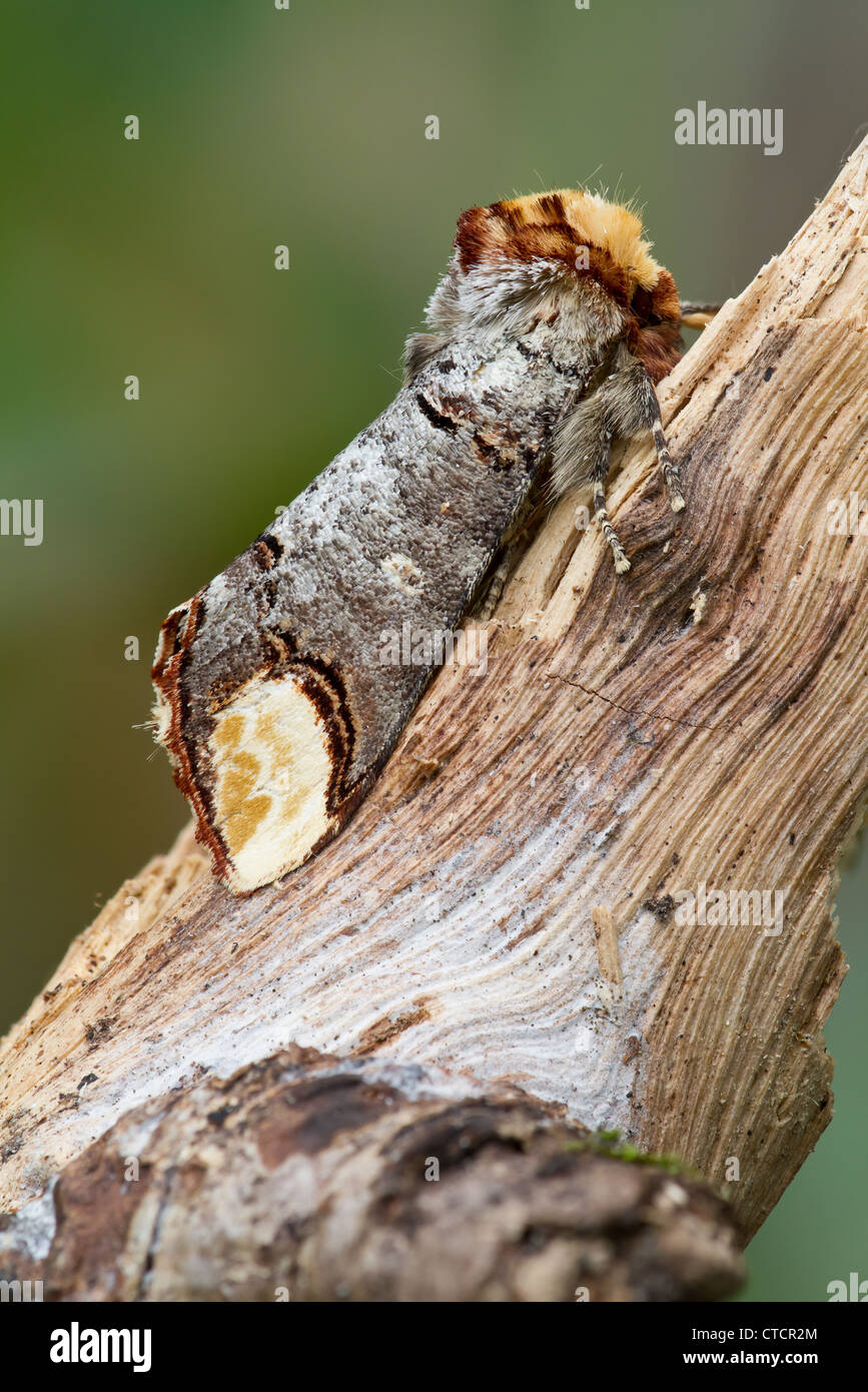 Buff-tip moth, Phalera bucephala Stock Photo - Alamy