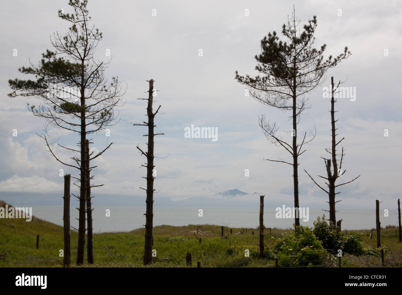 The edge of the forest of Corsican pine trees with Snowdonia in the ...