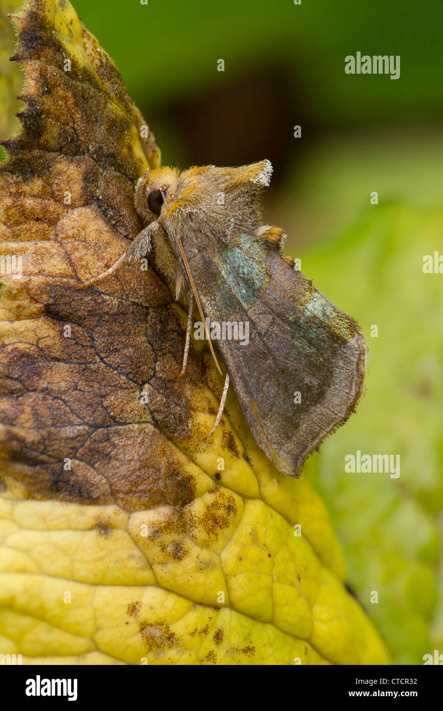 Burnished Brass moth, Diachrysia chrysitis Stock Photo - Alamy