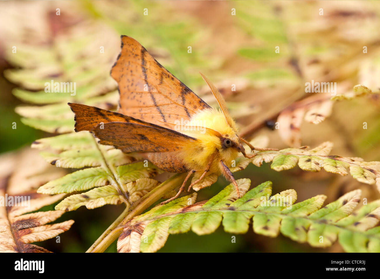 Canary-shouldered Thorn moth, Ennomos alniaria Stock Photo - Alamy