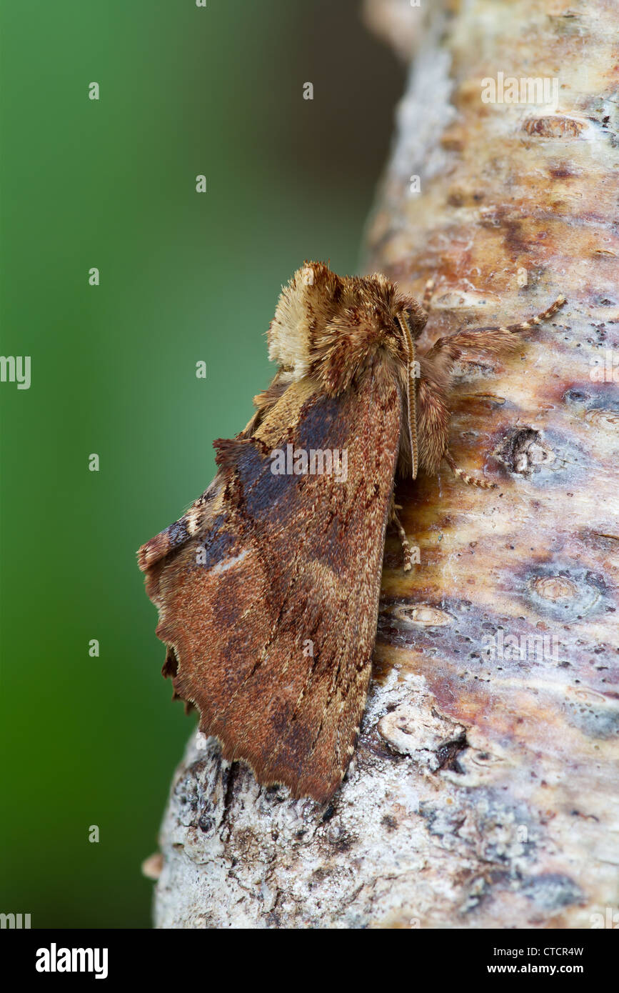 Coxcomb Prominent moth, Ptilodon capucina Stock Photo - Alamy