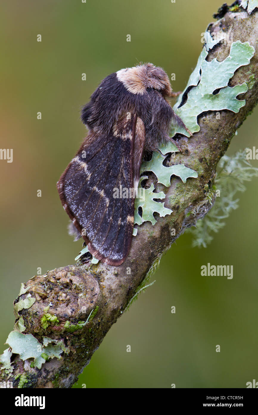 December moth hi-res stock photography and images - Alamy