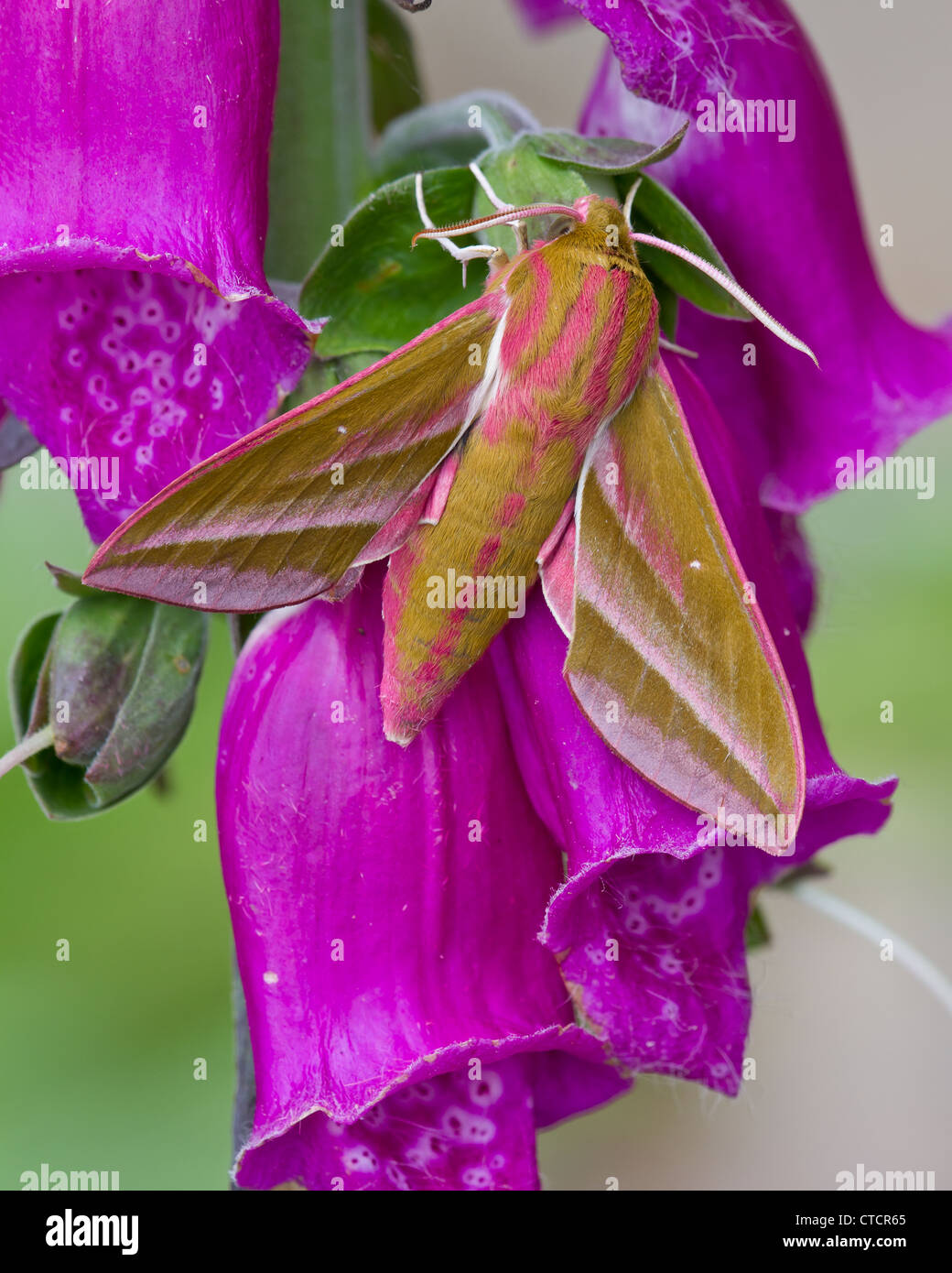 Elephant hawk moth hi-res stock photography and images - Alamy