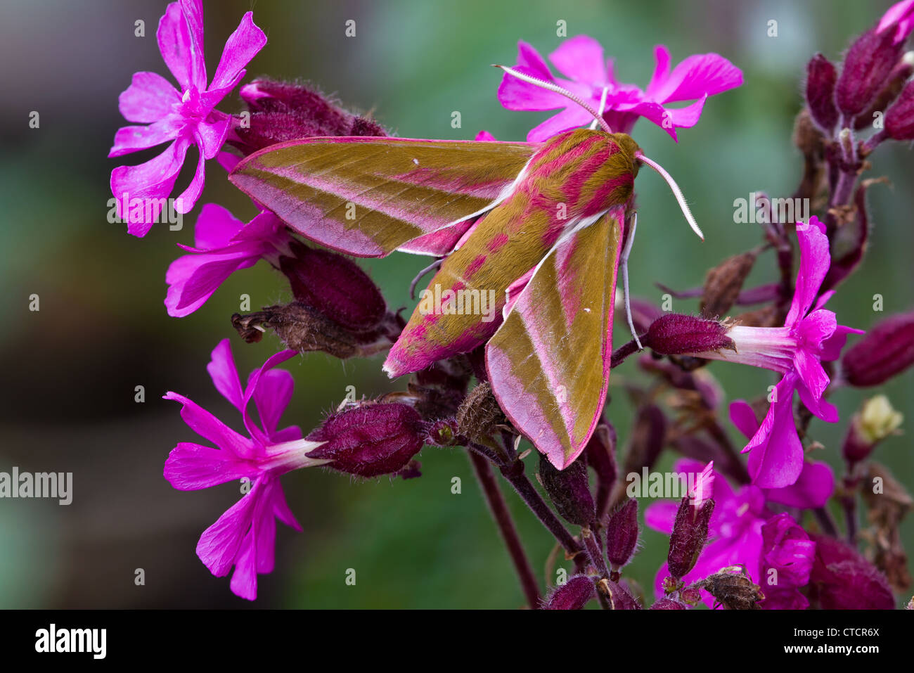 Deilephila Elpenor Stock Photos & Deilephila Elpenor Stock Images - Alamy