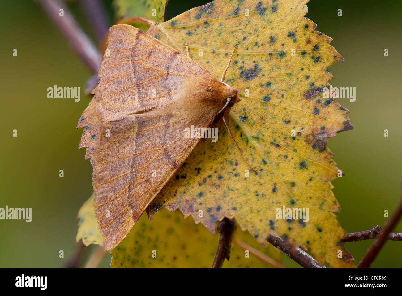 Feathered Thorn moth, Colotois pennaria Stock Photo - Alamy