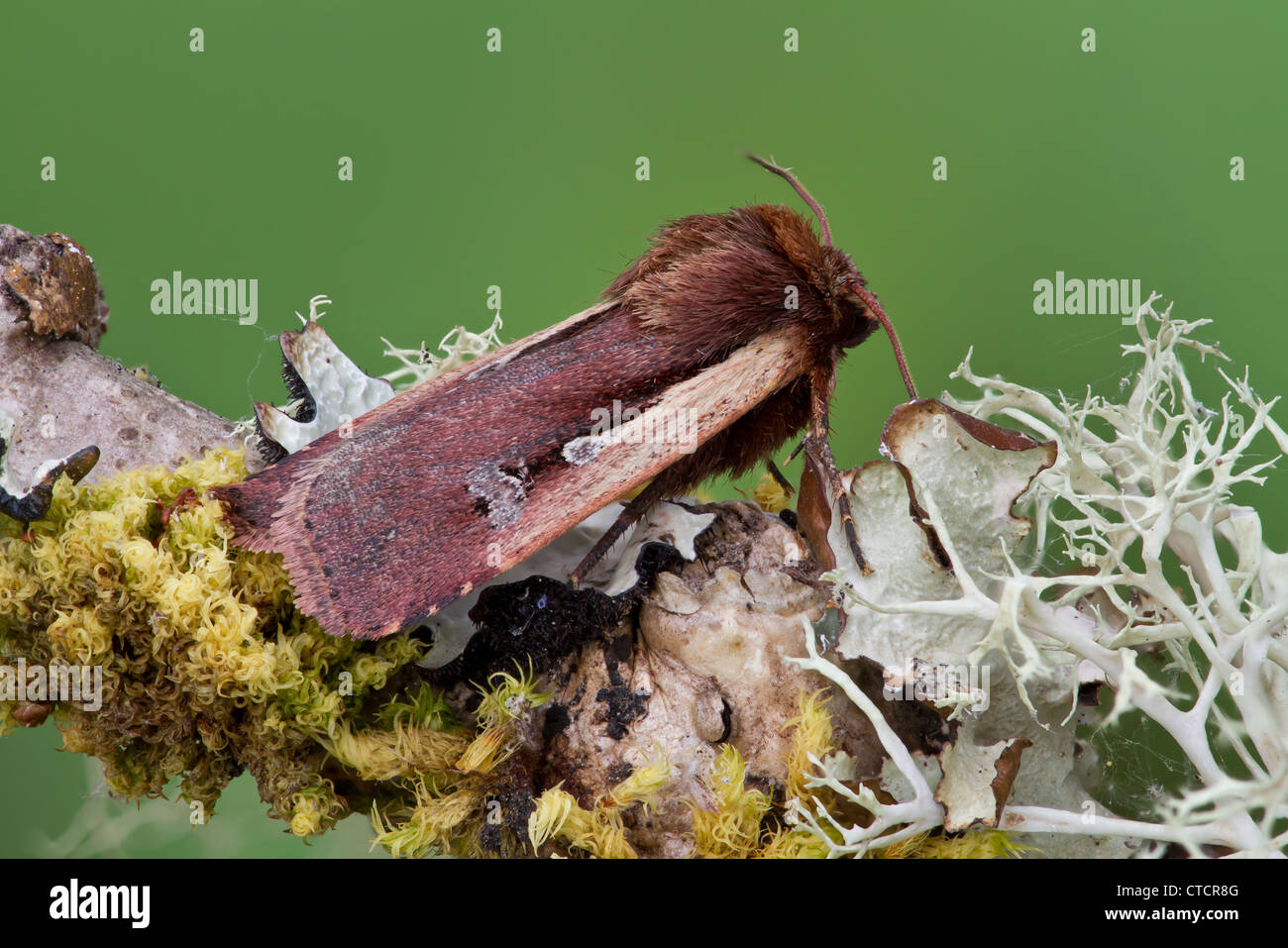 Flame Shoulder Moth High Resolution Stock Photography and Images - Alamy