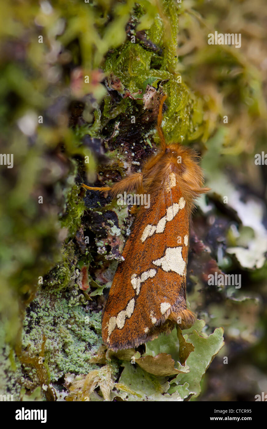 Gold Swift Moth High Resolution Stock Photography and Images - Alamy
