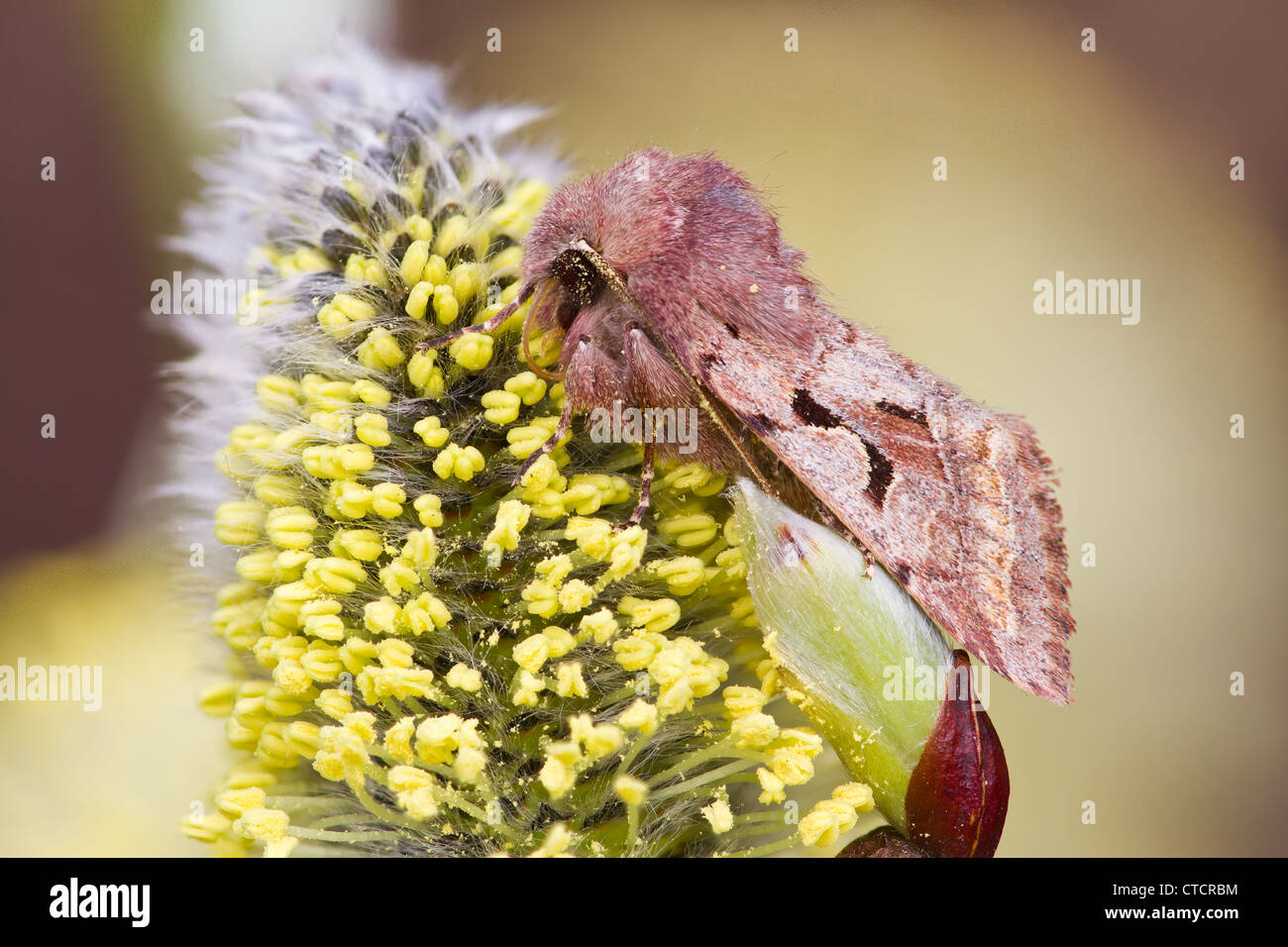 Hebrew Character moth, Orthosia gothica on willow catkin Stock Photo ...