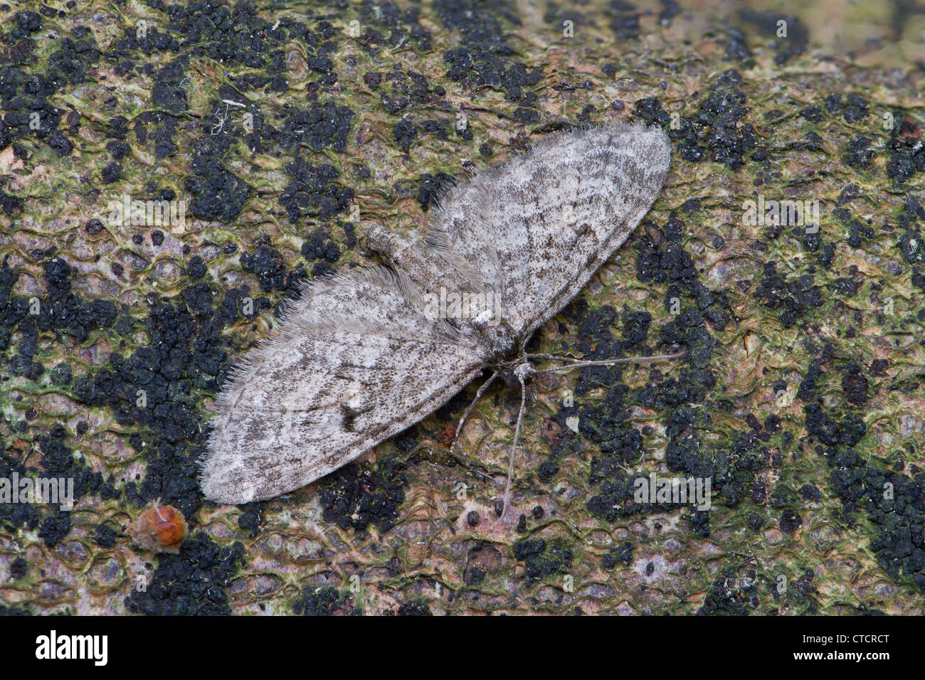 Larch Pug moth, Eupithecia tantillaria Stock Photo - Alamy