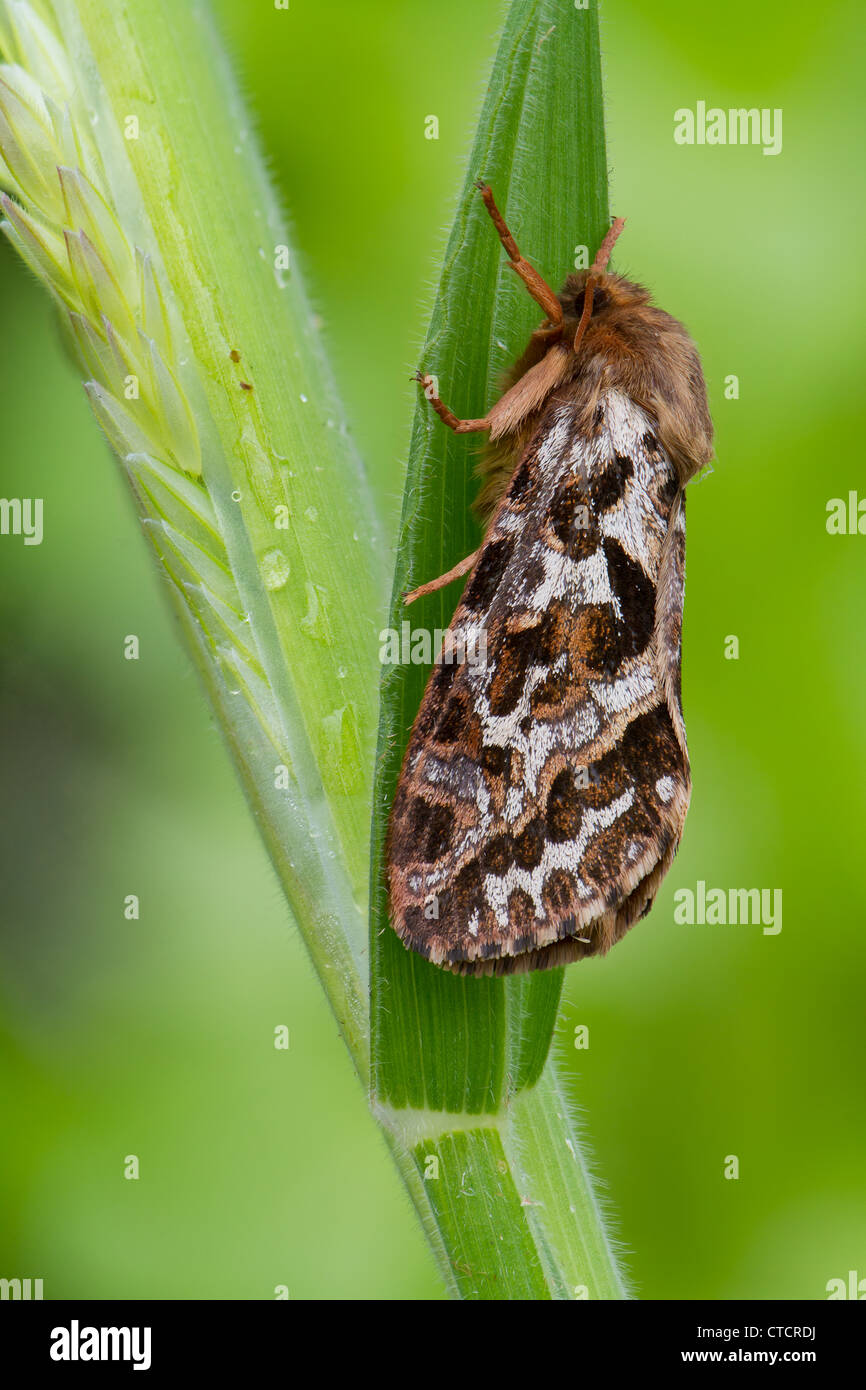 Map-winged Swift moth, Hepialus fusconebulosa Stock Photo - Alamy