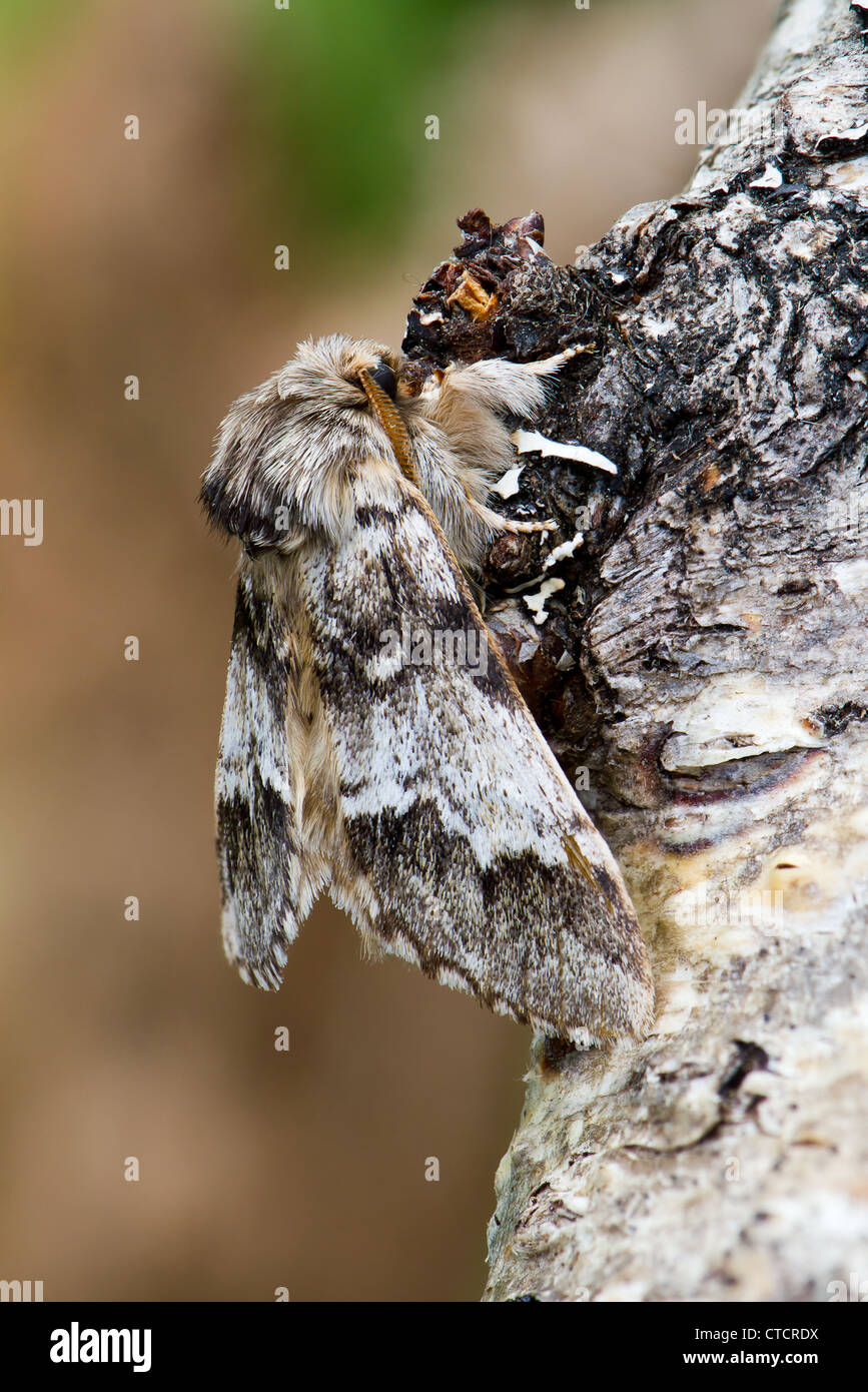 Marbled Brown moth, Drymonia dodonaea Stock Photo - Alamy