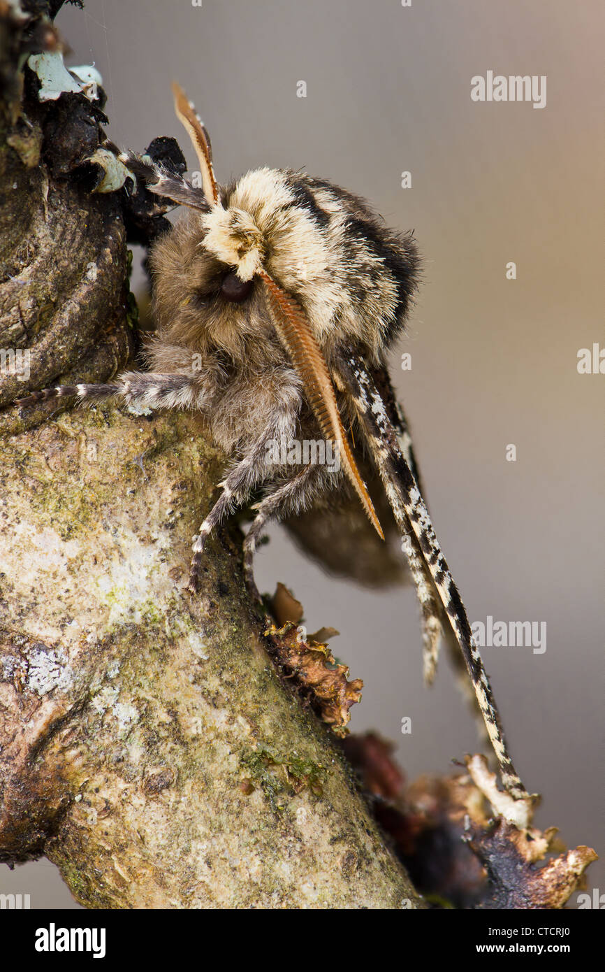 Oak Beauty moth, Biston strataria Stock Photo - Alamy