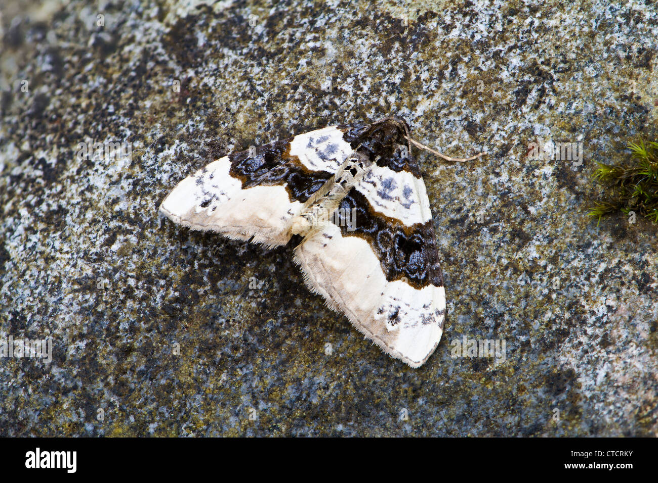 Purple Bar moth, Cosmorhoe ocellata Stock Photo - Alamy