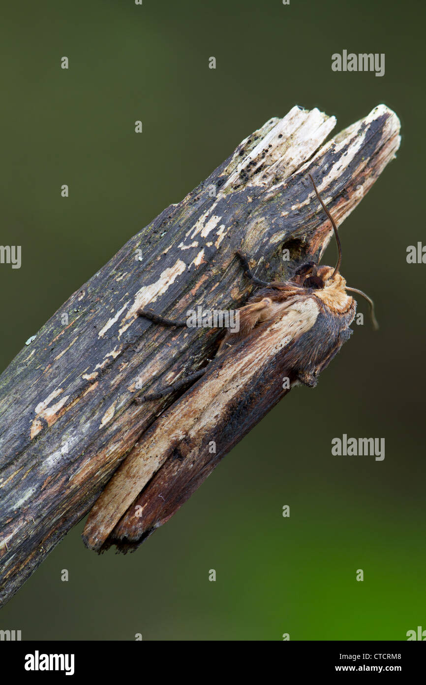 Red Sword-grass moth, Xylena vetusta Stock Photo - Alamy