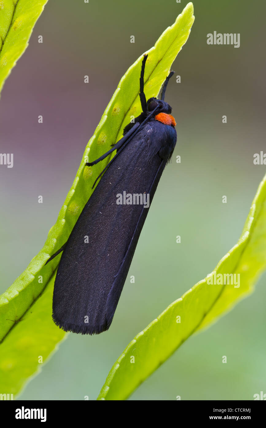 Red-necked Footman moth, Atolmis rubicollis Stock Photo - Alamy
