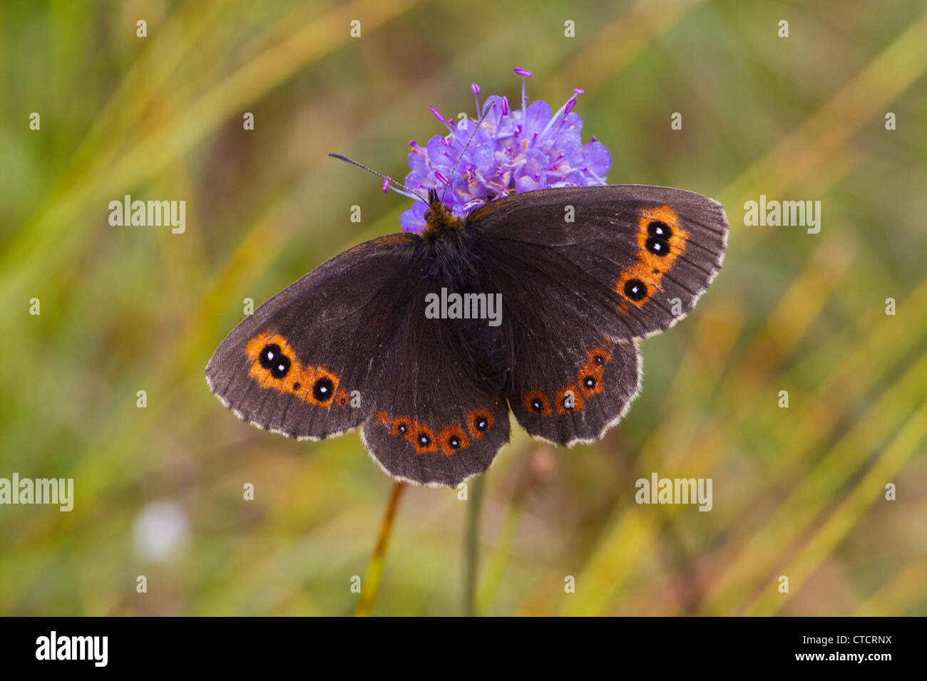 Aethiops hi-res stock photography and images - Alamy