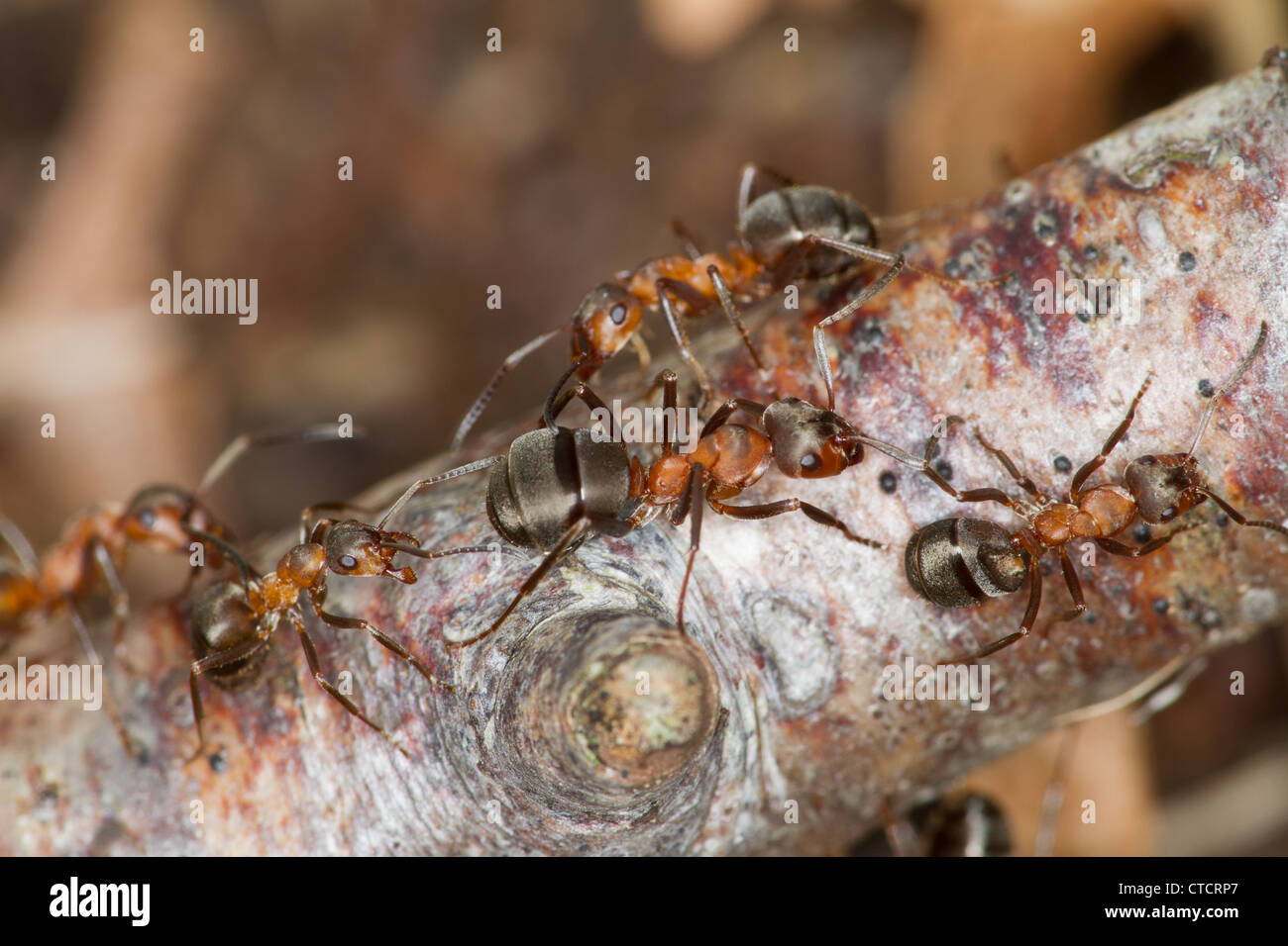 Scottish Wood Ant, Formica aquilona Stock Photo - Alamy