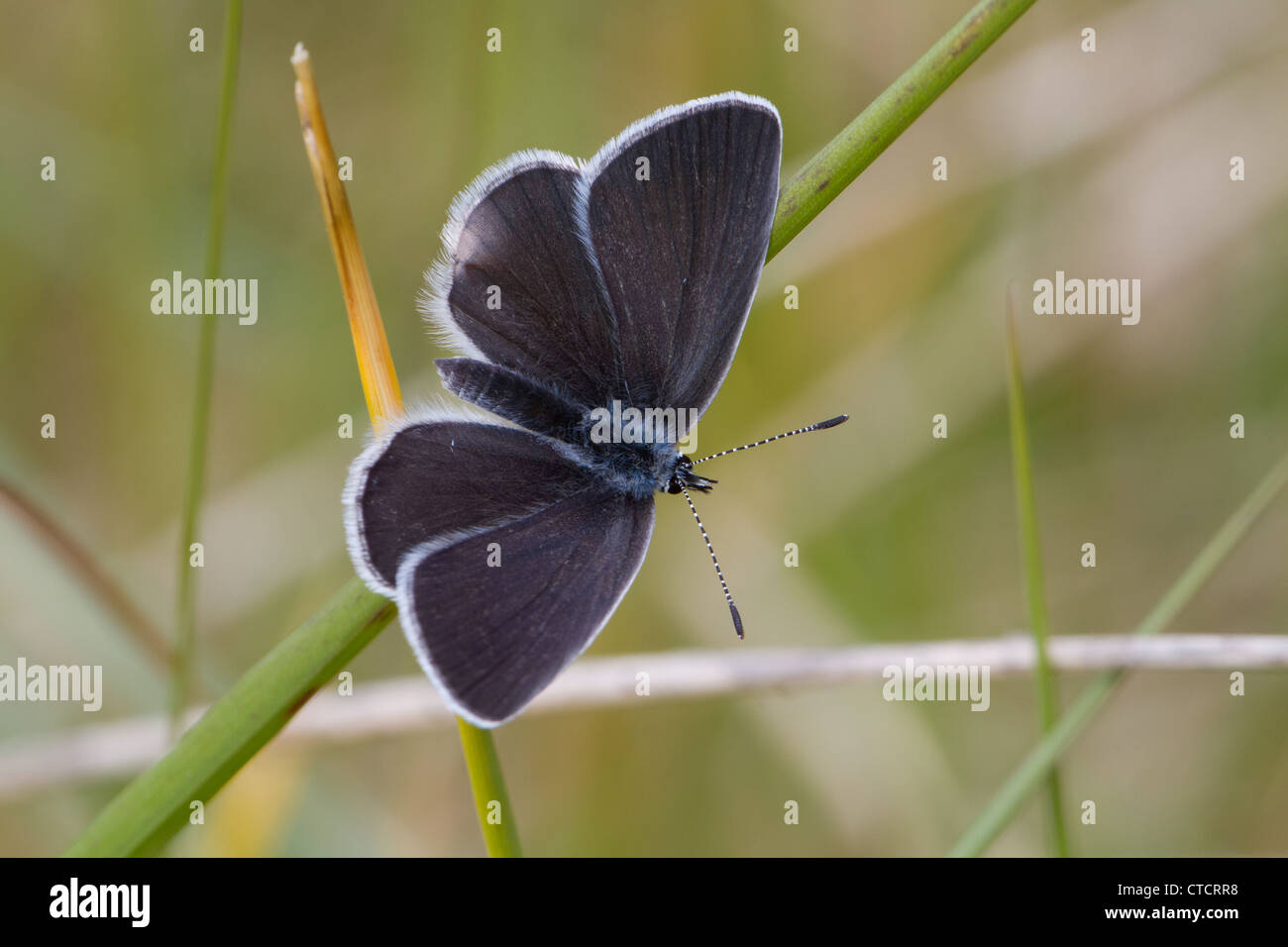 Small blue butterfly hi-res stock photography and images - Alamy