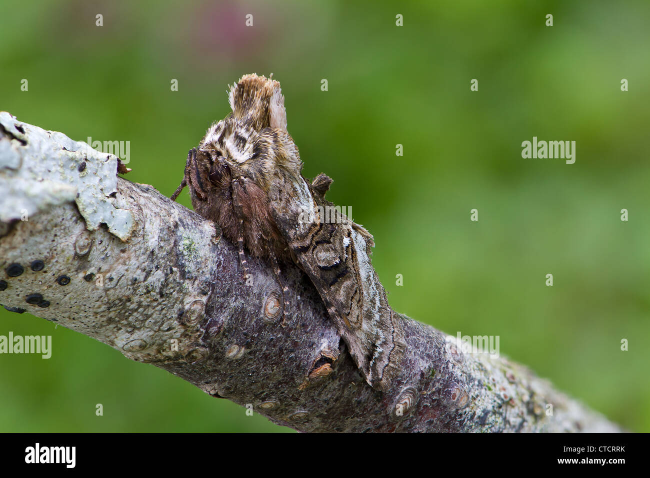 Spectacle moth, Abrostola tripartita Stock Photo - Alamy