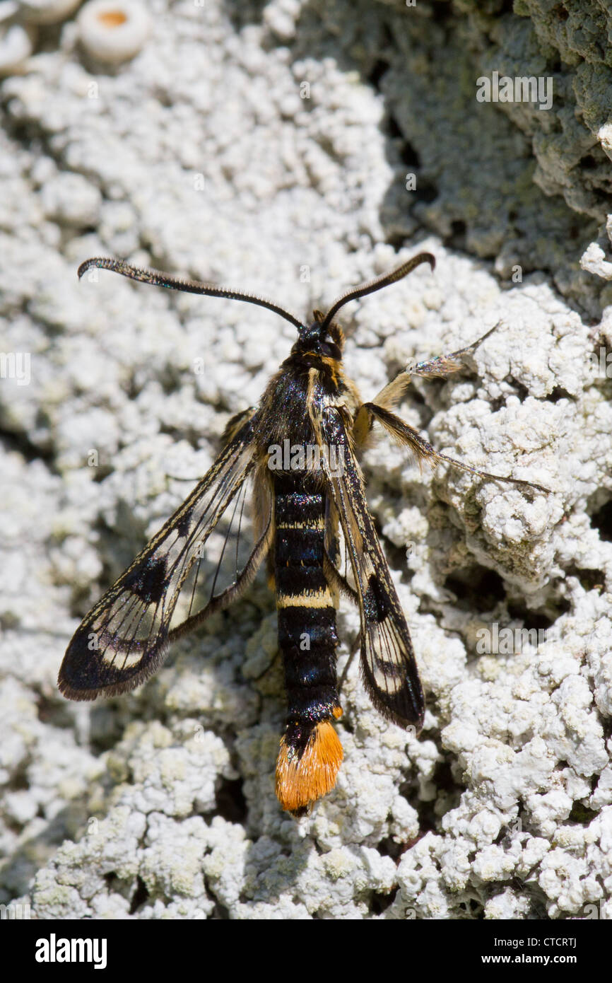 Welsh Clearwing, Synanthedon scoliaeformis Stock Photo - Alamy