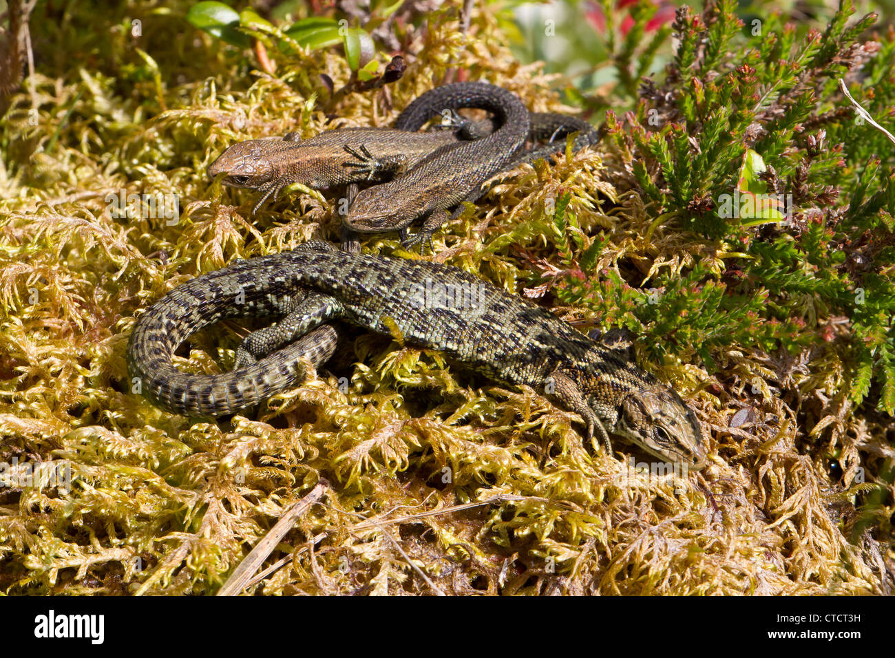 Lacerta vivipara lizard hi-res stock photography and images - Alamy