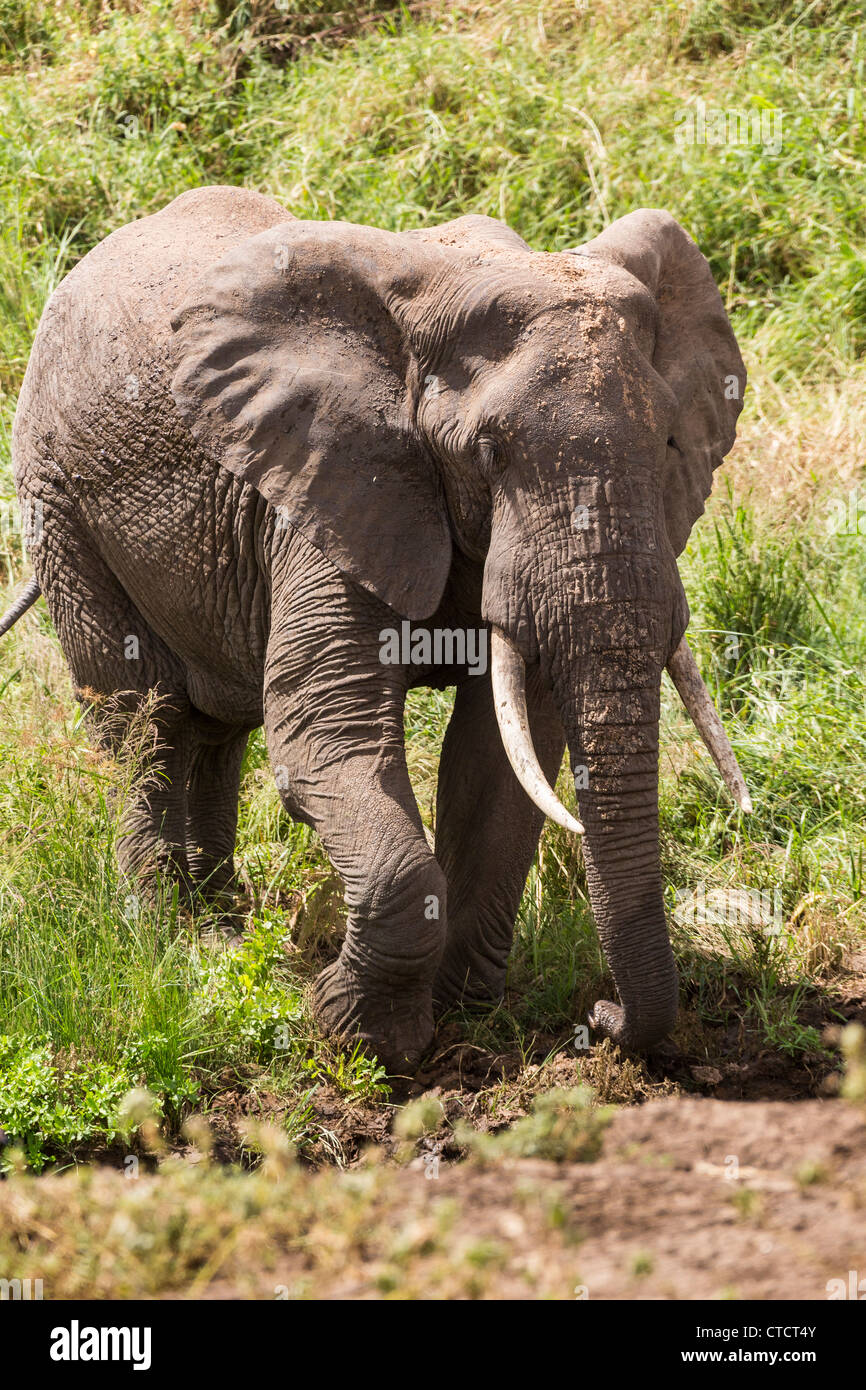 African Elephant walking Stock Photo - Alamy