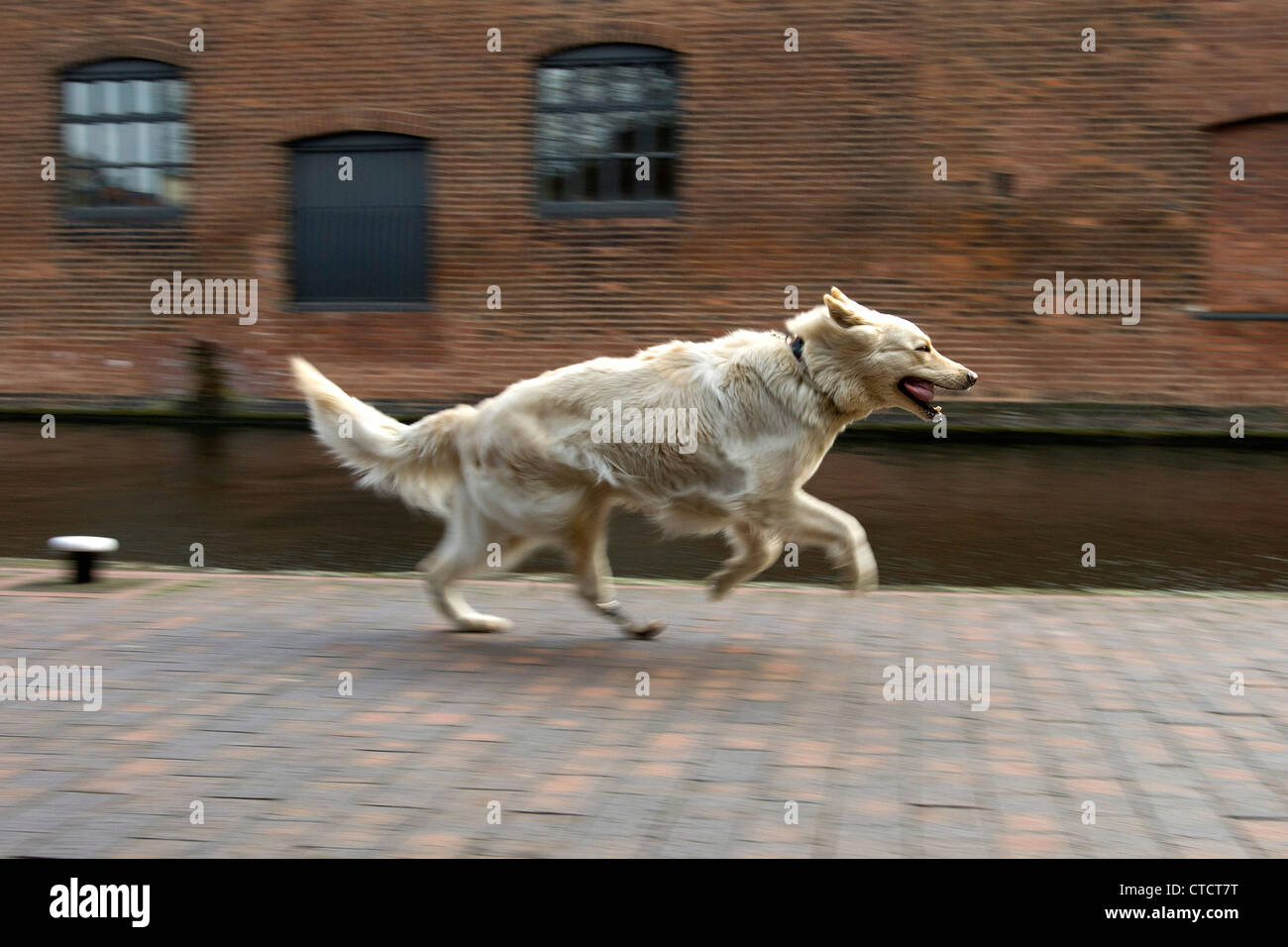miracle dog Mitzi (4) with a prosthetic paw. A horse trod on her and ...