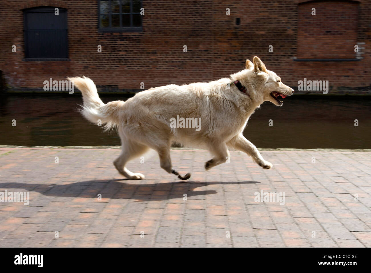 miracle dog Mitzi (4) with a prosthetic paw. A horse trod on her and ...
