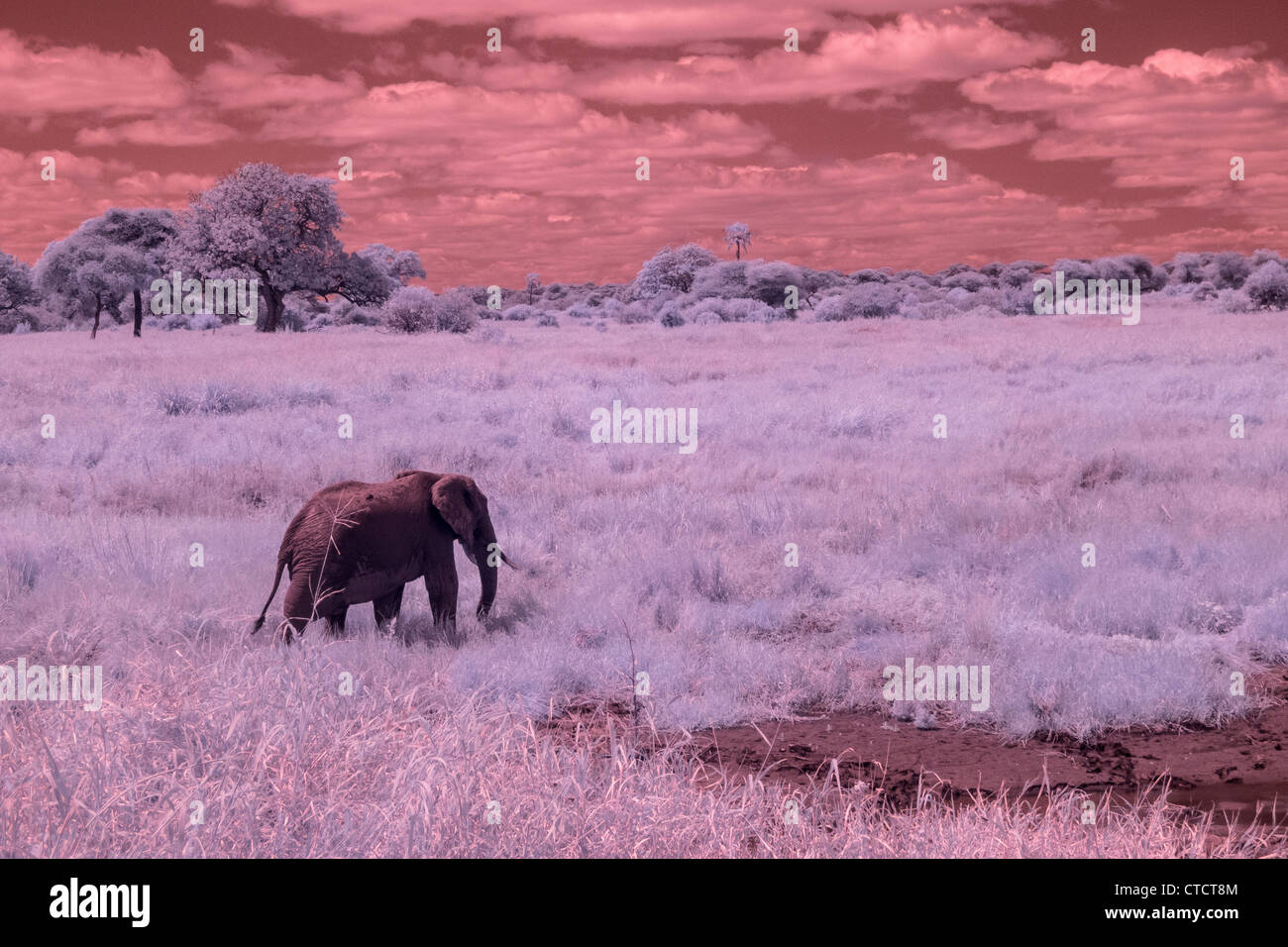 Infrared image elephant hi-res stock photography and images - Alamy