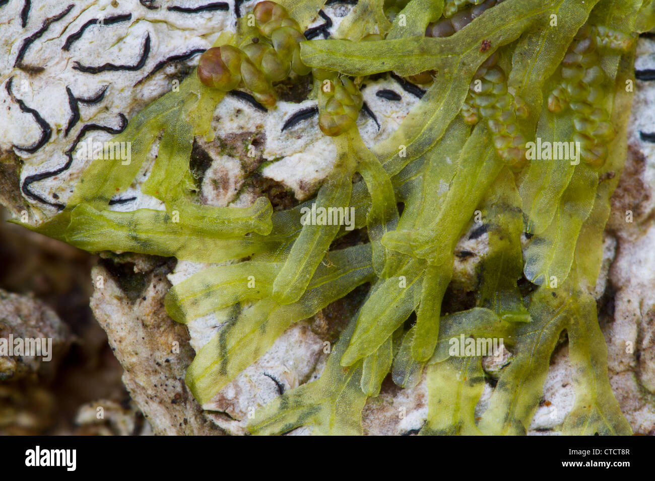 Metzgeria hi-res stock photography and images - Alamy