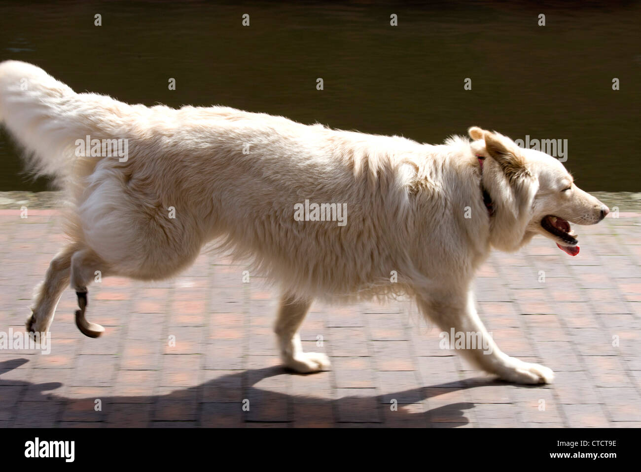 miracle dog Mitzi (4) with a prosthetic paw. A horse trod on her and ...