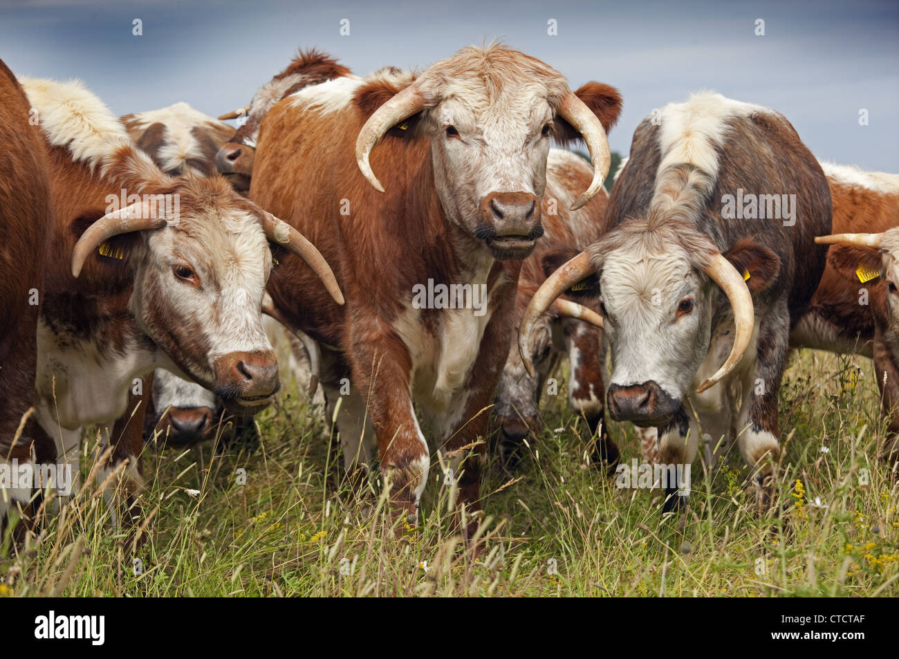 English longhorn cattle hi-res stock photography and images - Alamy