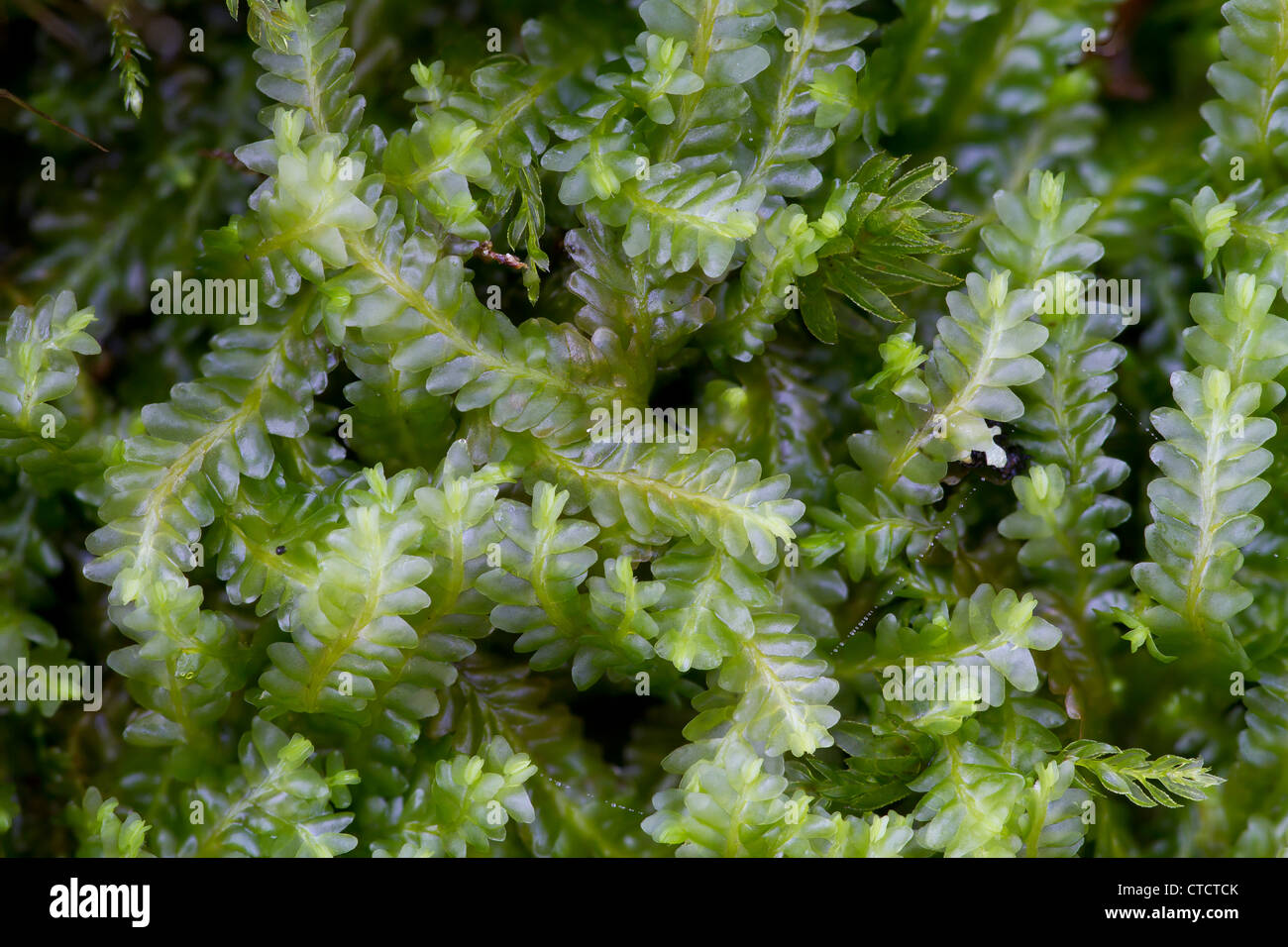 Straggling hi-res stock photography and images - Alamy