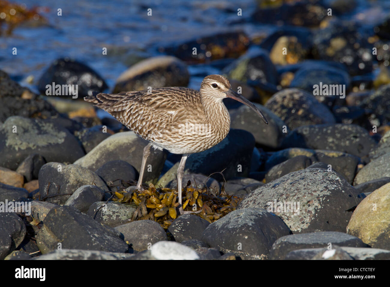 Whimbrel, Numenius phaeopus on rocky shore Stock Photo - Alamy