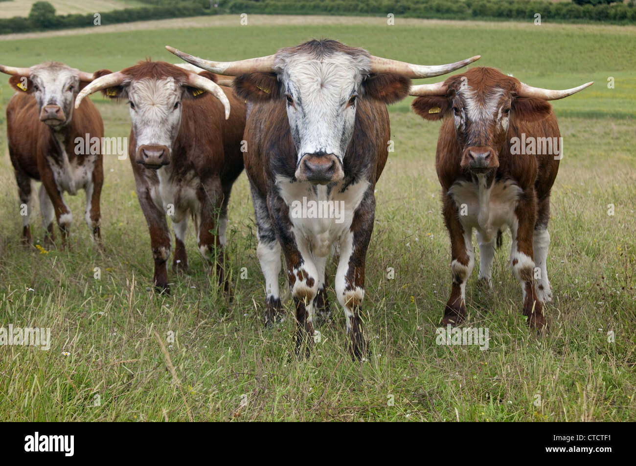 English Longhorn cattle in organic hayfield North Norfolk Summer Stock ...