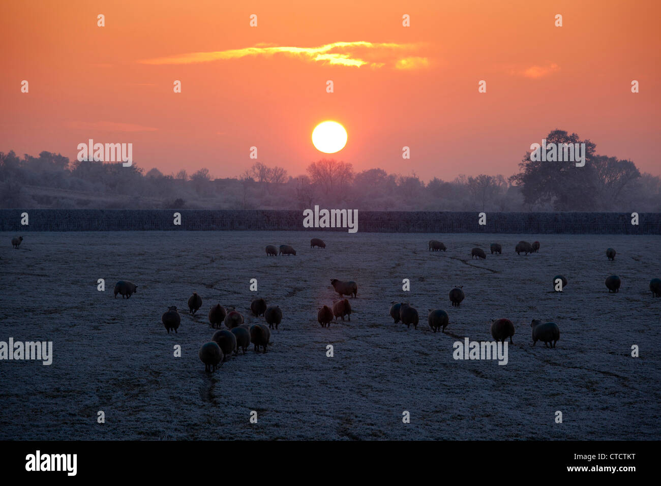 Sheep in frozen field hi-res stock photography and images - Alamy