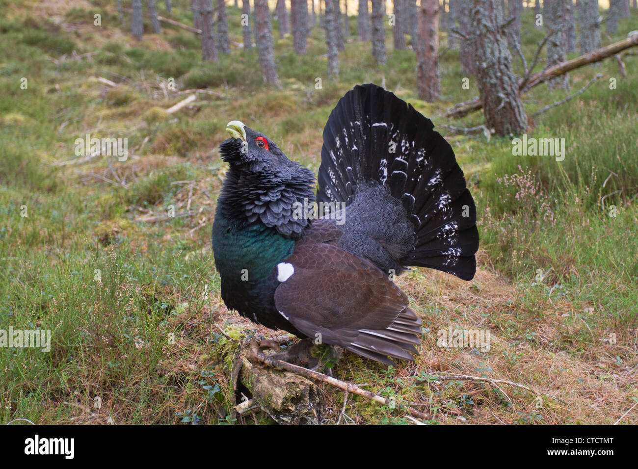 Male Capercaillie Tetrao Urogallus Displaying In Scottish Highland