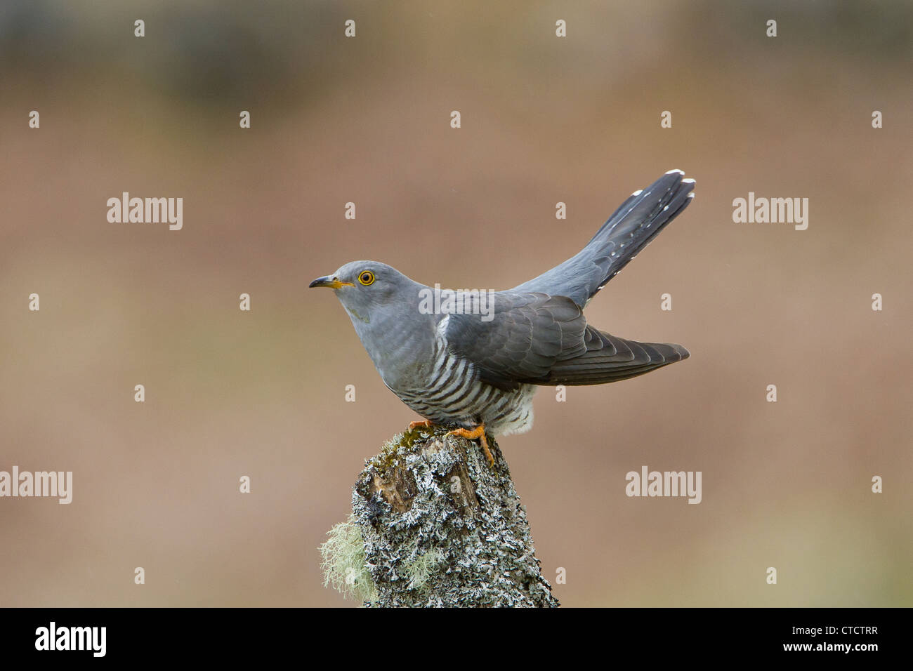 Common Cuckoo, Cuculus canorus Stock Photo - Alamy