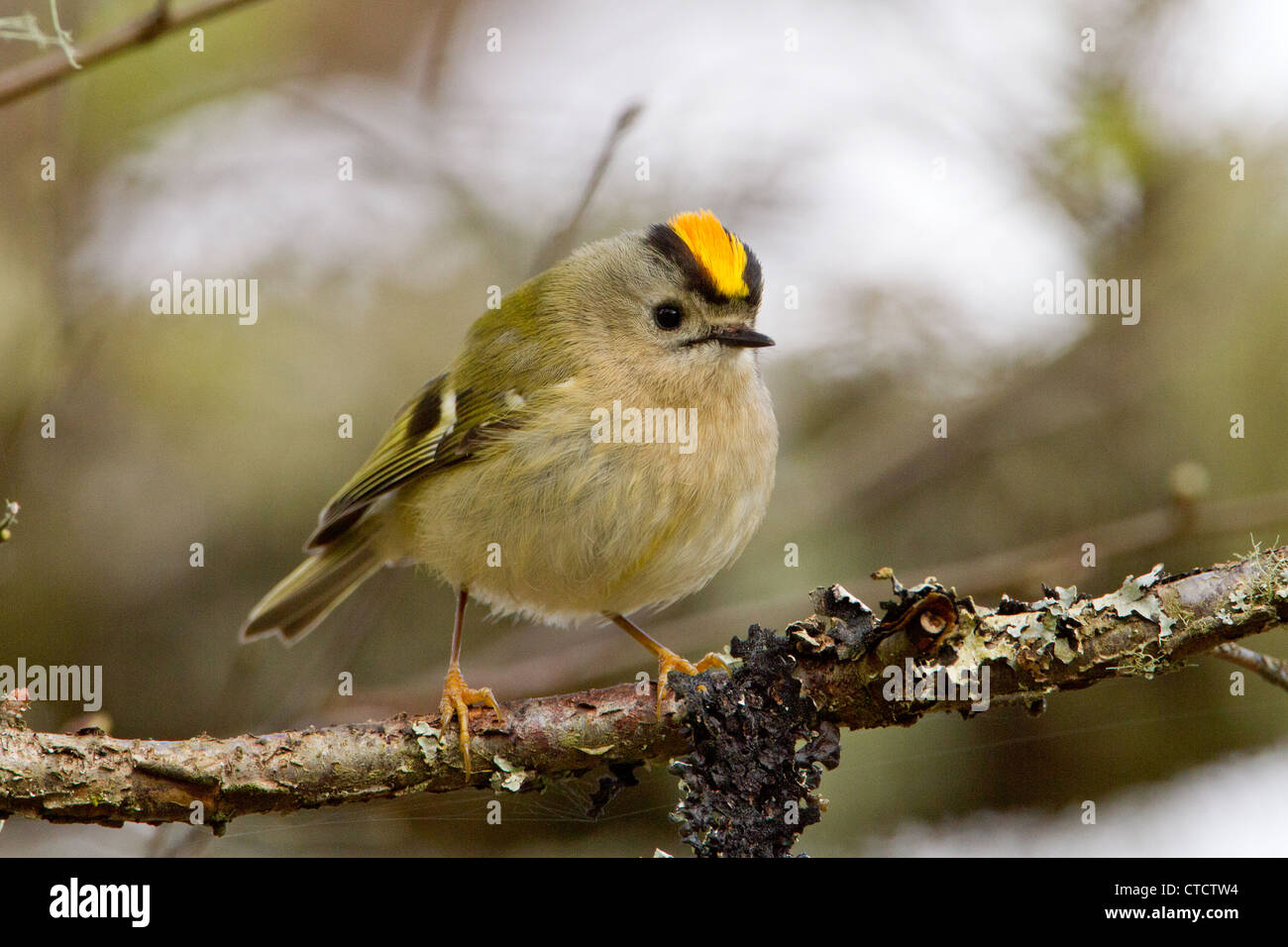 Goldcrest, Regulus regulus Stock Photo - Alamy