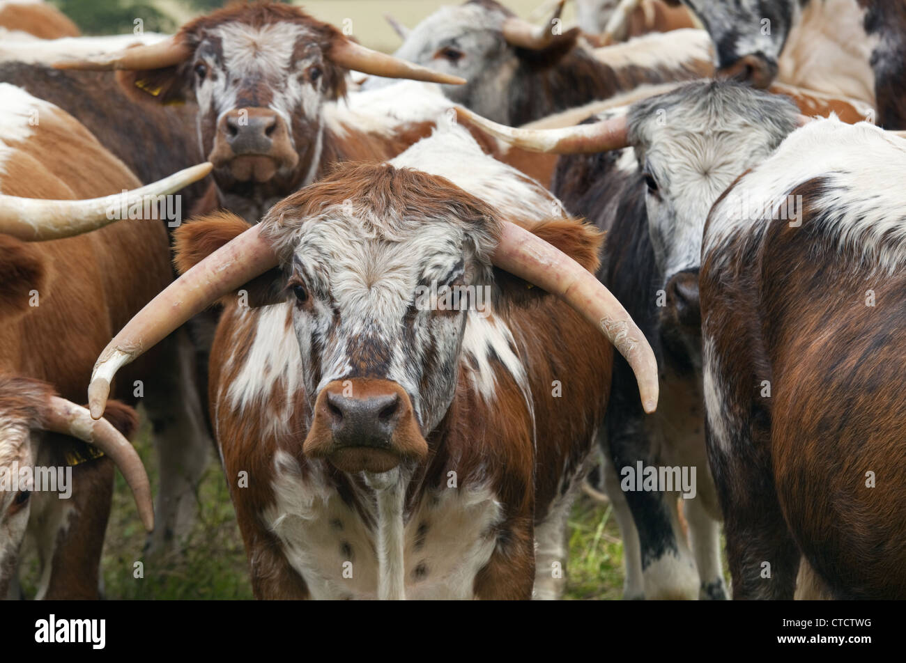 English Longhorn cattle in organic hayfield North Norfolk Summer Stock ...