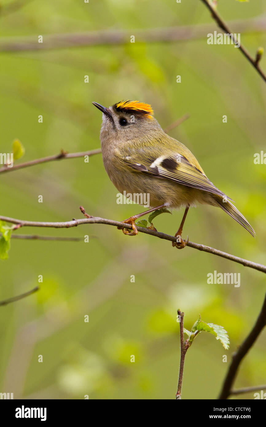 Regulus regulus hi-res stock photography and images - Alamy