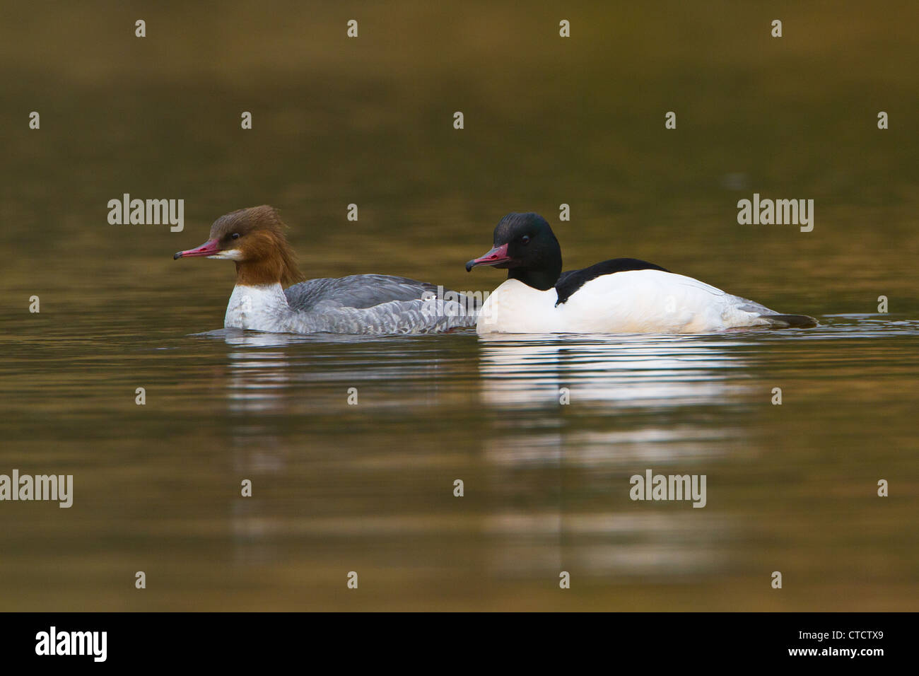 Male and female Goosander, Mergus merganser Stock Photo - Alamy