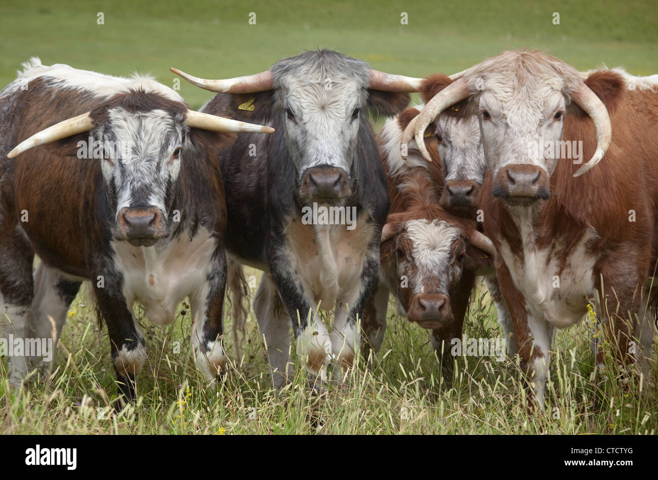 English Longhorn cattle in organic hayfield North Norfolk Summer Stock ...