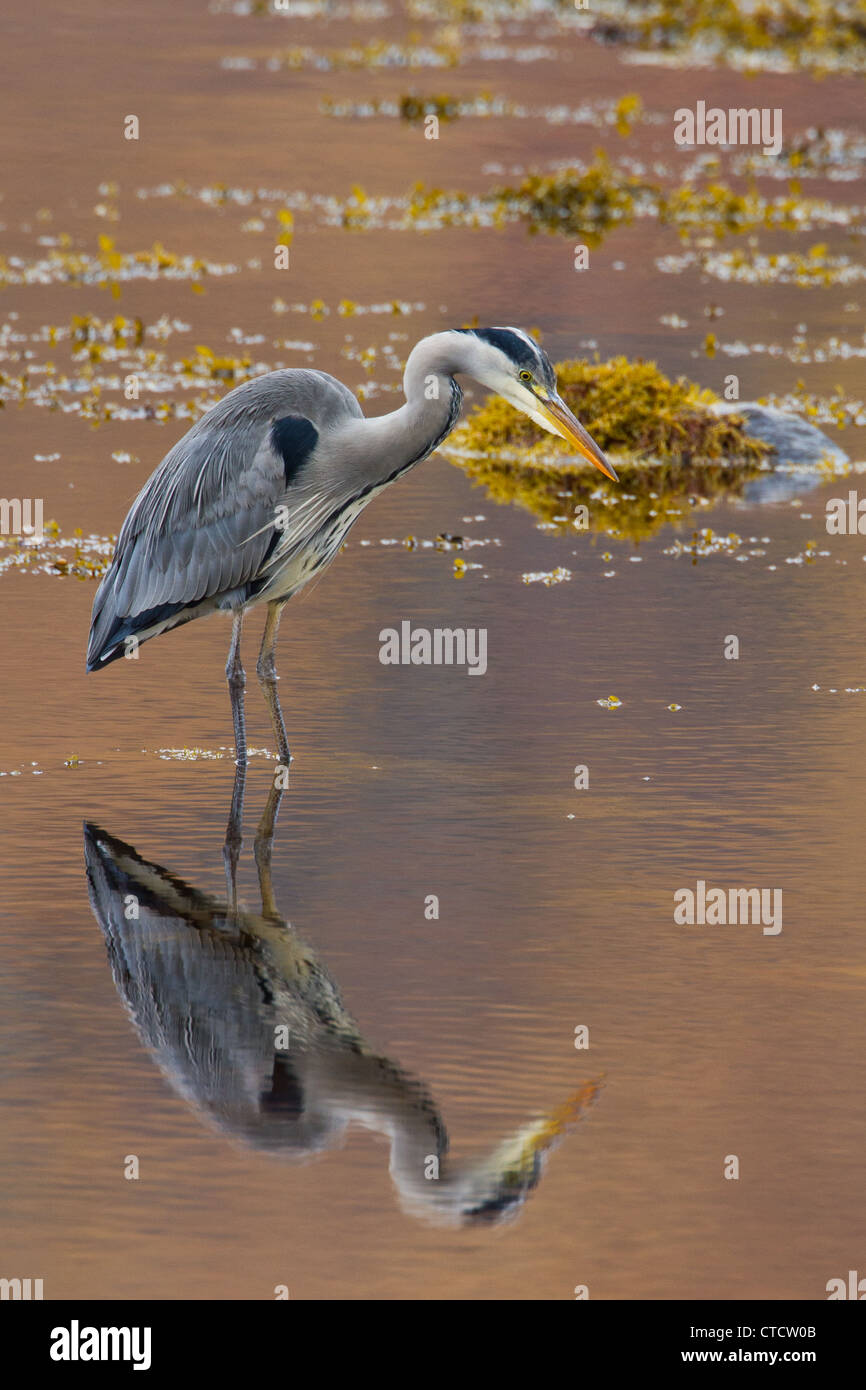 Scottish sea hi-res stock photography and images - Alamy
