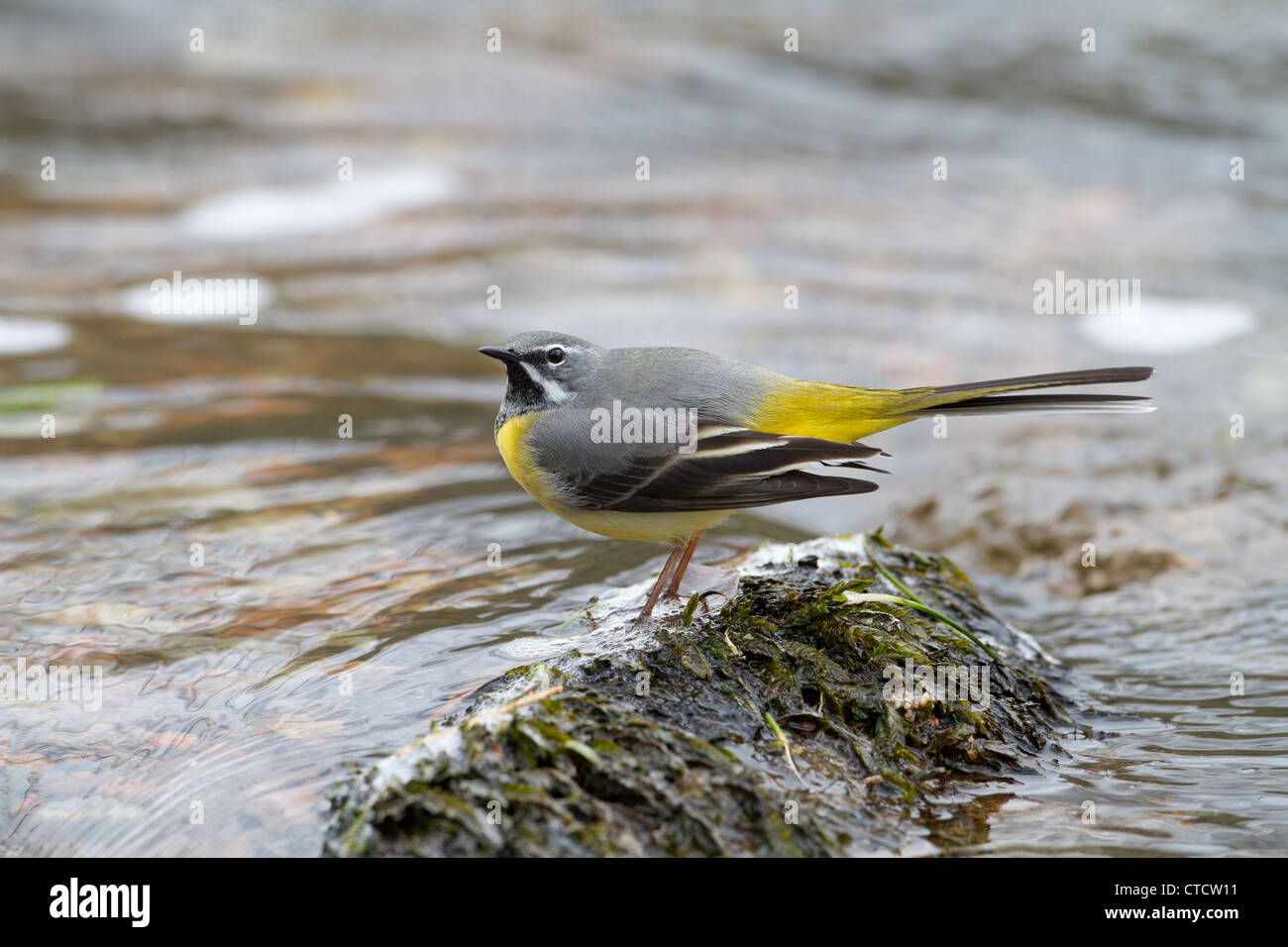 Grey Wagtail Male High Resolution Stock Photography and Images - Alamy