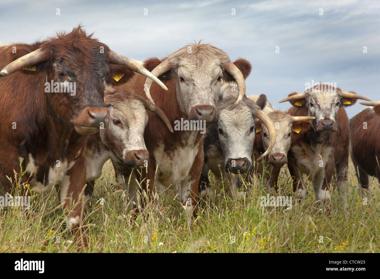 Large horns hi-res stock photography and images - Alamy