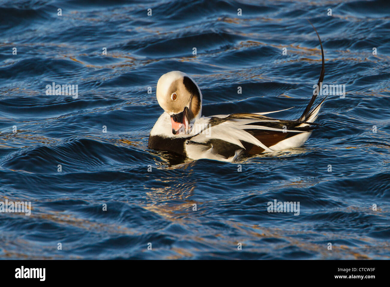 Drake long tailed duck hi-res stock photography and images - Alamy