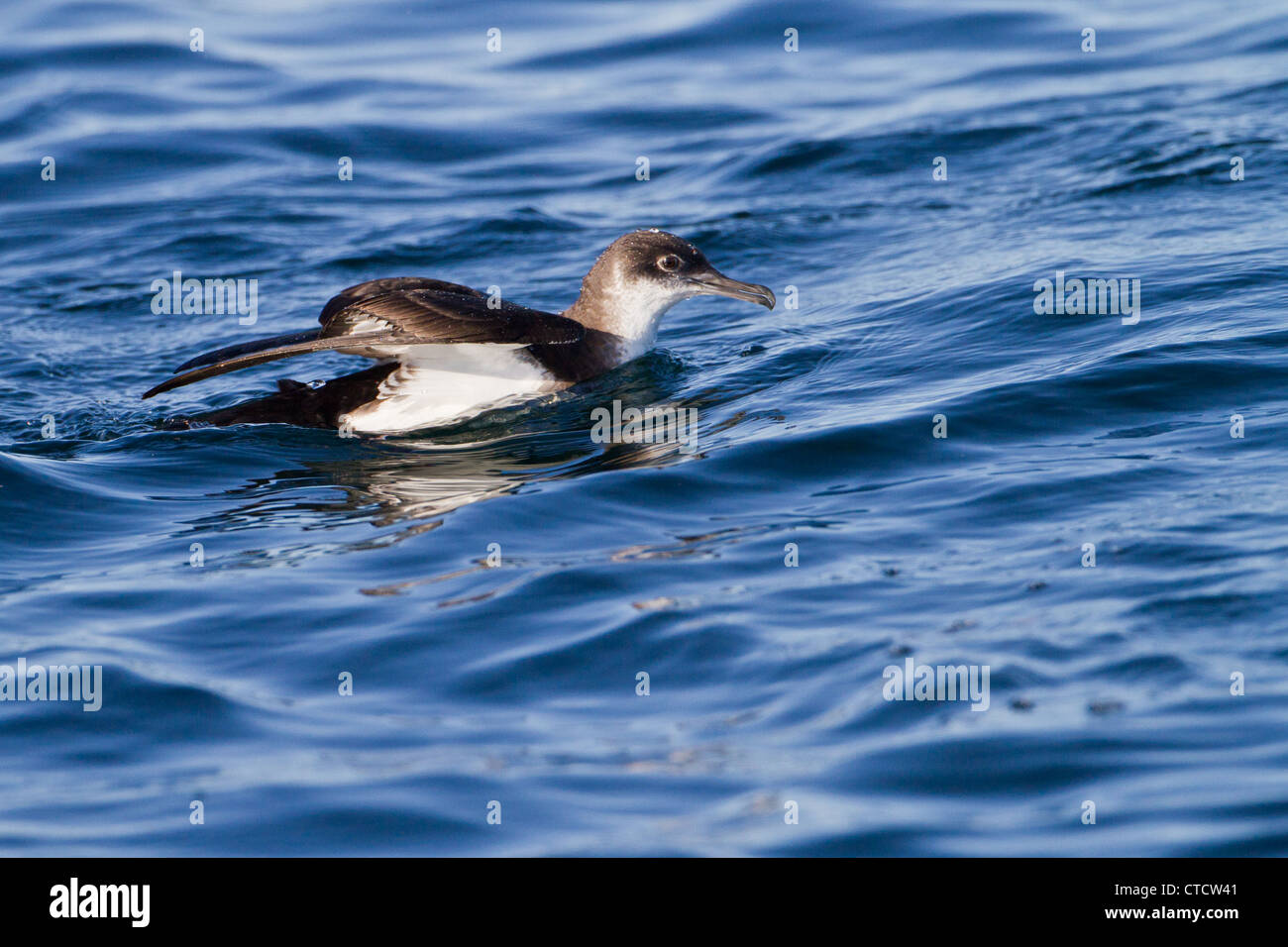 Manx Shearwater, Puffinus puffinus resting on sea Stock Photo - Alamy